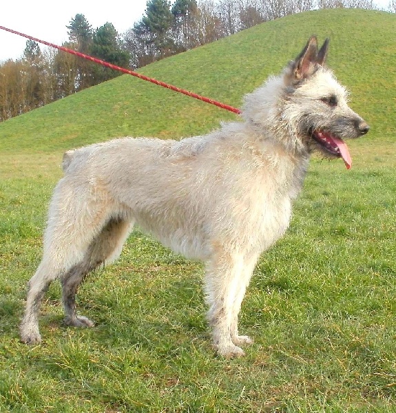 Accueil - Elevage du Val d'Athanor - eleveur de chiens Bouvier des Ardennes